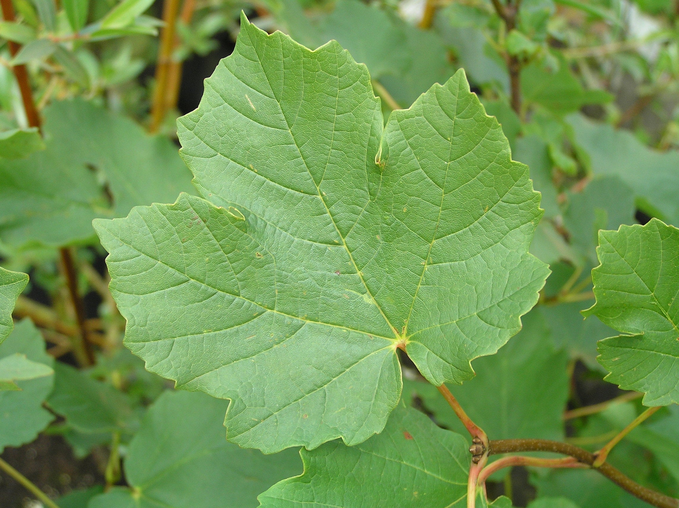 Schneeball-Ahorn (Acer opalus)
