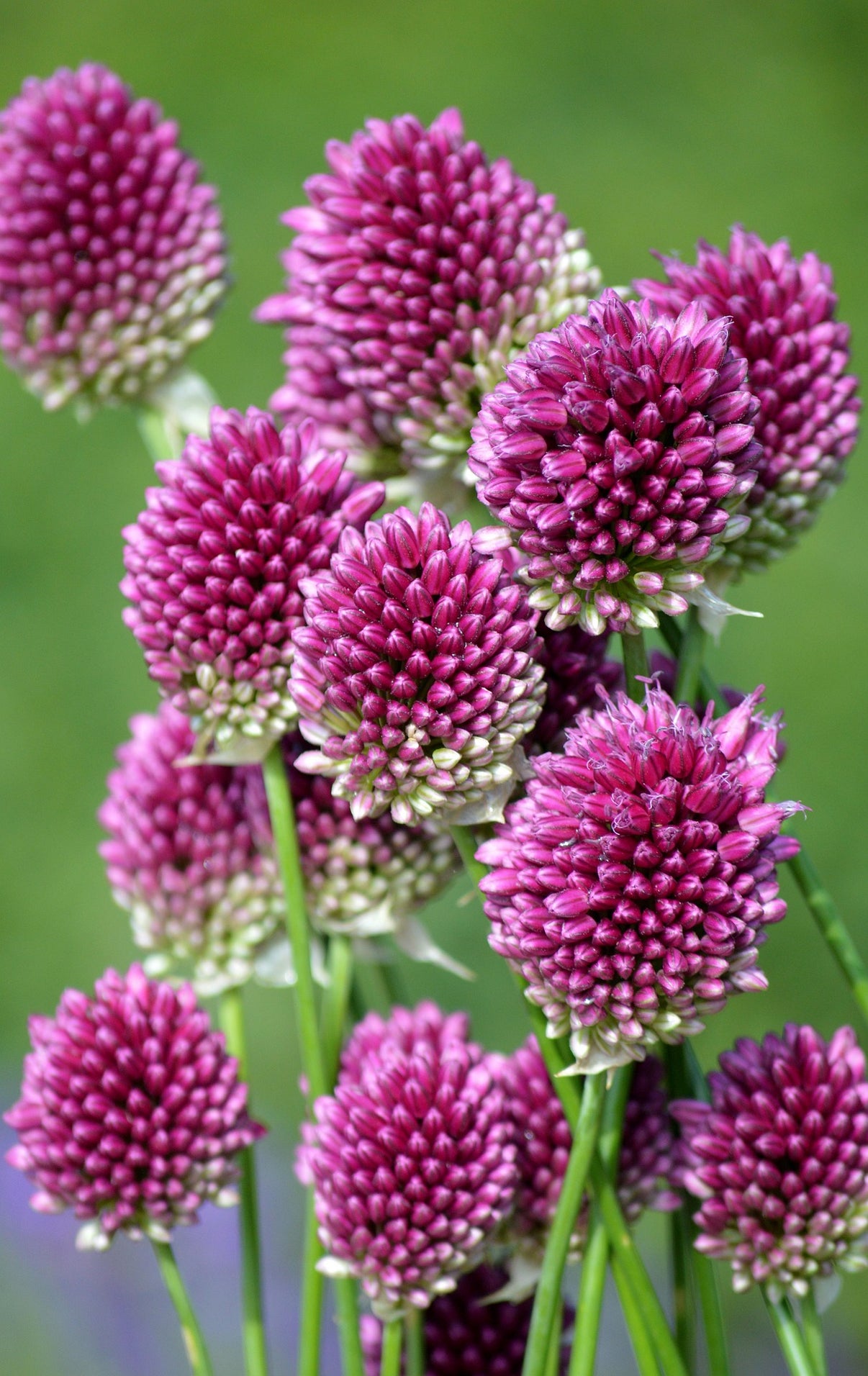 Kugellauch (Allium sphaerocephalon) (A9037) "Bio"