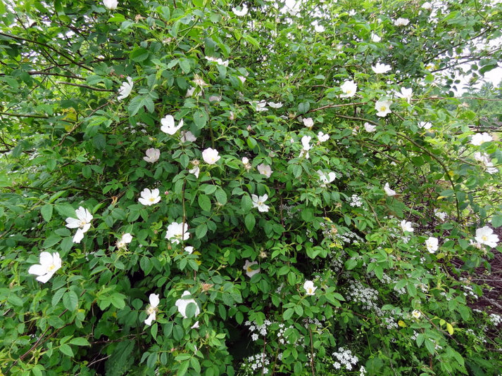 Hundsrose (Rosa canina)