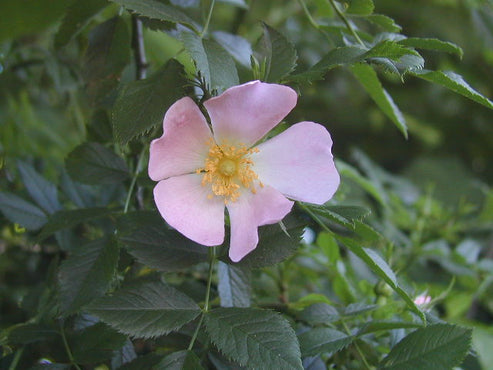 Hundsrose (Rosa canina)