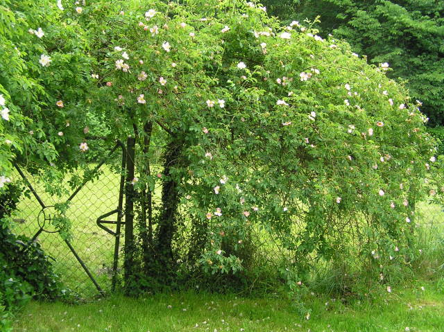 Hundsrose (Rosa canina)