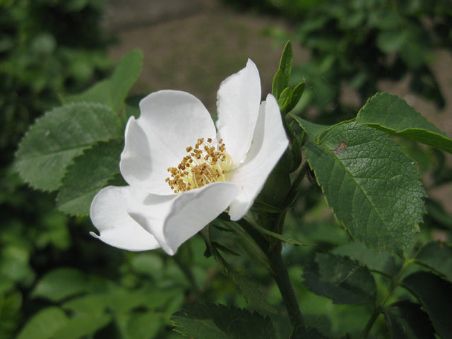 Hundsrose (Rosa canina)