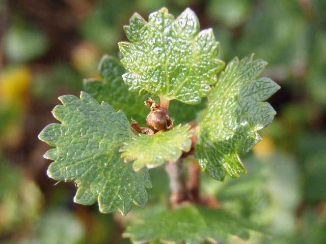 Zwergbirke (Betula nana)