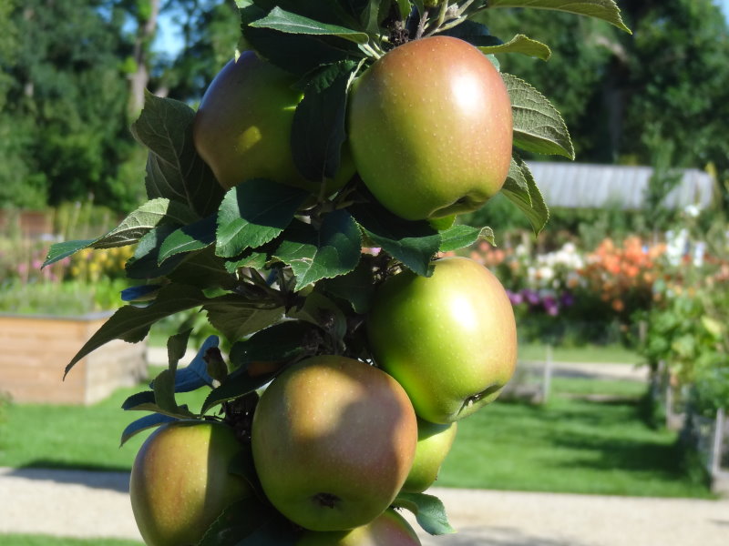 Apfel "Goldparmäne"