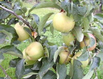 Apfel "Jonagold"