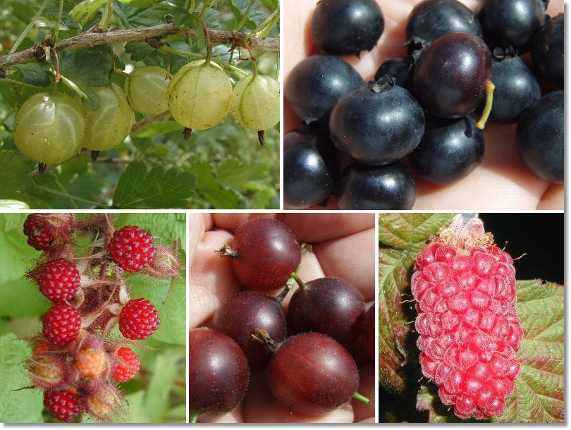 Beeren-Mix – 5er Set